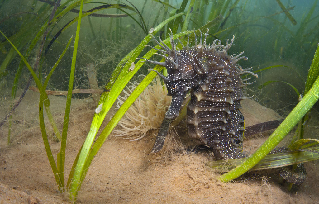 Tor Bay Harbour - Seagrass
