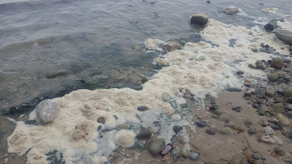 Tor Bay Harbour - Marine algae