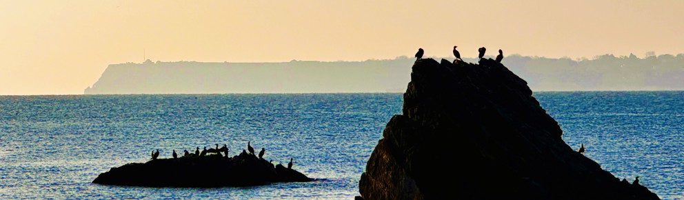 Tor Bay Harbour website - Beacon Cove